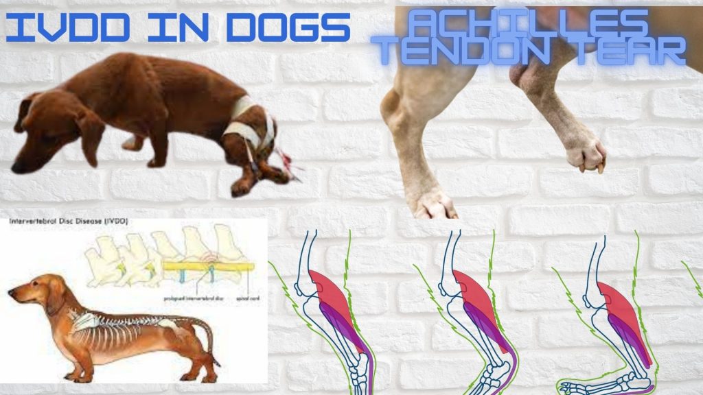Treating Achilles Tendon Tear And IVDD In Dogs/ Best in 2022