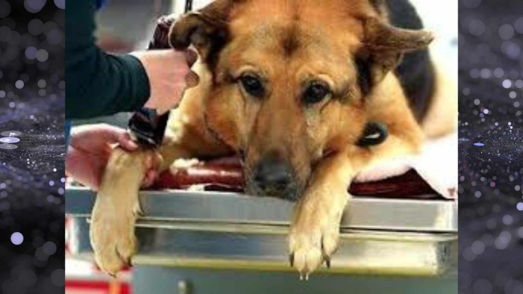 How To Euthanize a Dog: A Complete Guide In 2022