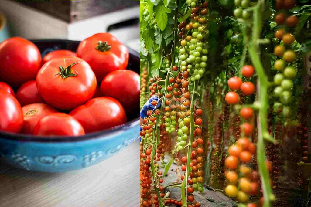 A Guide to Cultivating the Biggest Tomato Variety in Your Garden